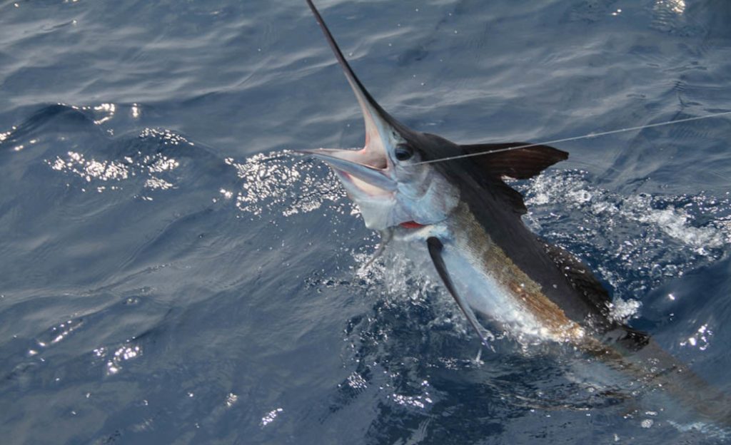 Fishing in Cabo San Lucas, Mexico is Extremely Popular